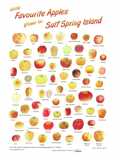 The Salt Spring Island Apple Festival Poster now Available - Salt ...