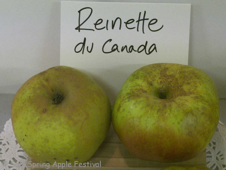 Reinette du Canada - Salt Spring Island Apple Festival